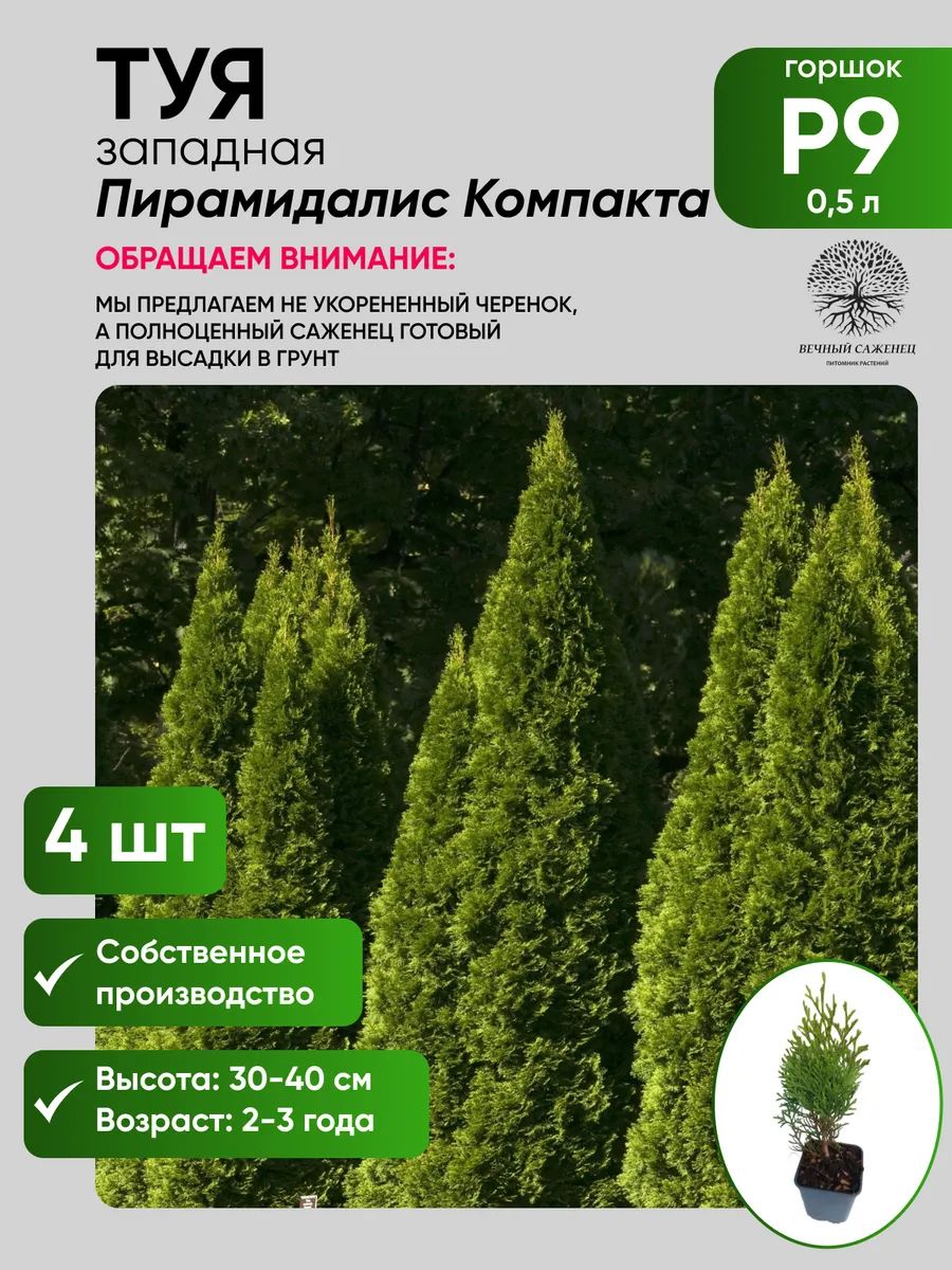 Туя западная Пирамидалис Компакта, 4 саженца для сада и дачи, декоративные растения для посадки
