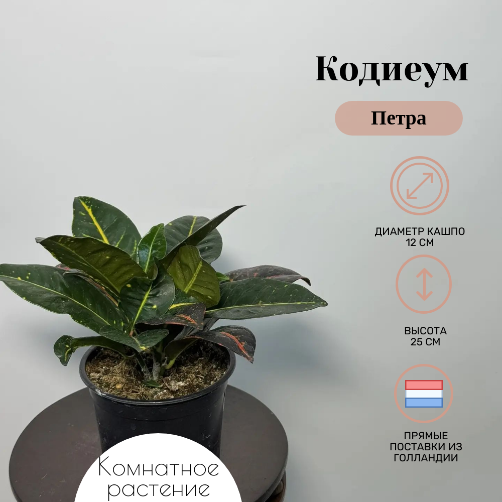 Комнатное растение Кодиеум Петра в транспортировочном кашпо, высота 25 см