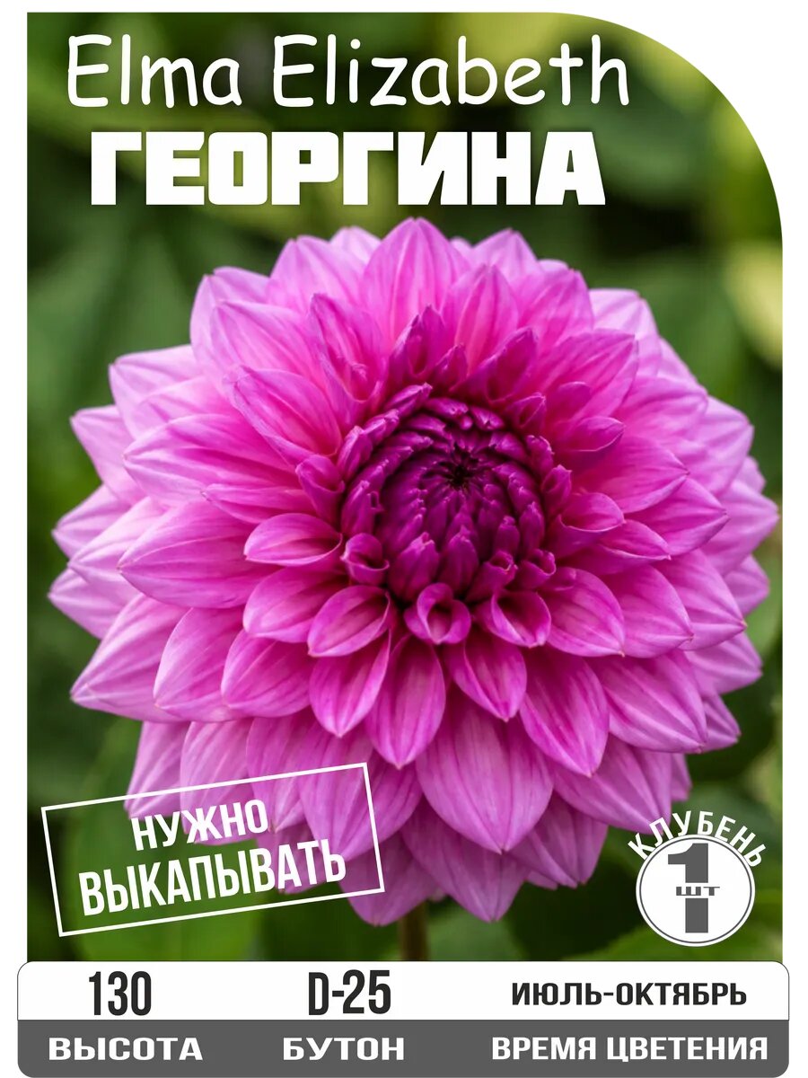 Георгины Элма Элизабет клубни многолетние 1 шт. высота 130 см.