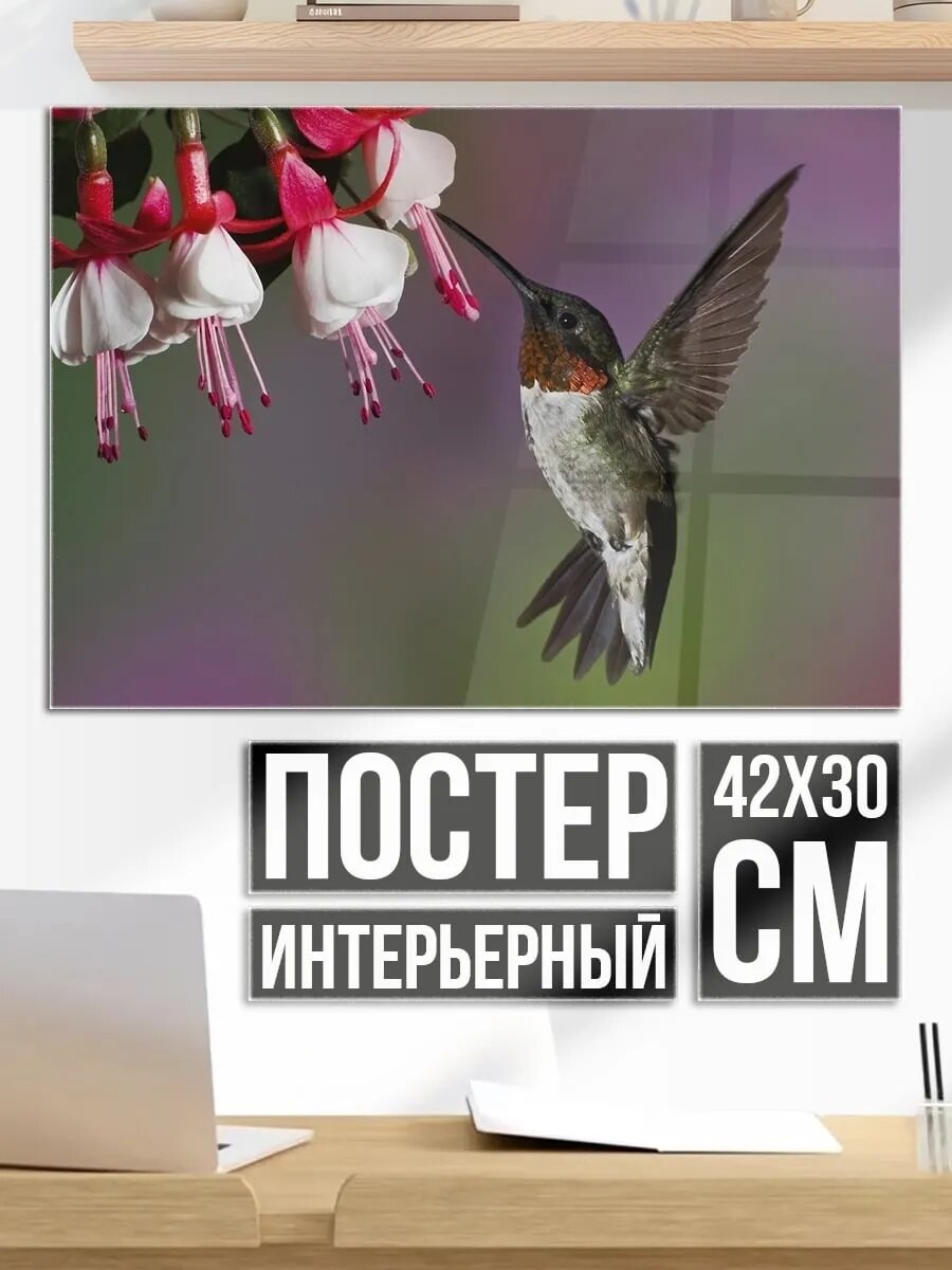 Плакат постер Колибри и фуксия