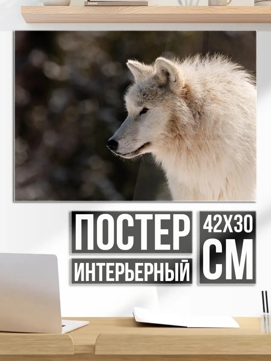 Плакат постер Белый волк в лесу