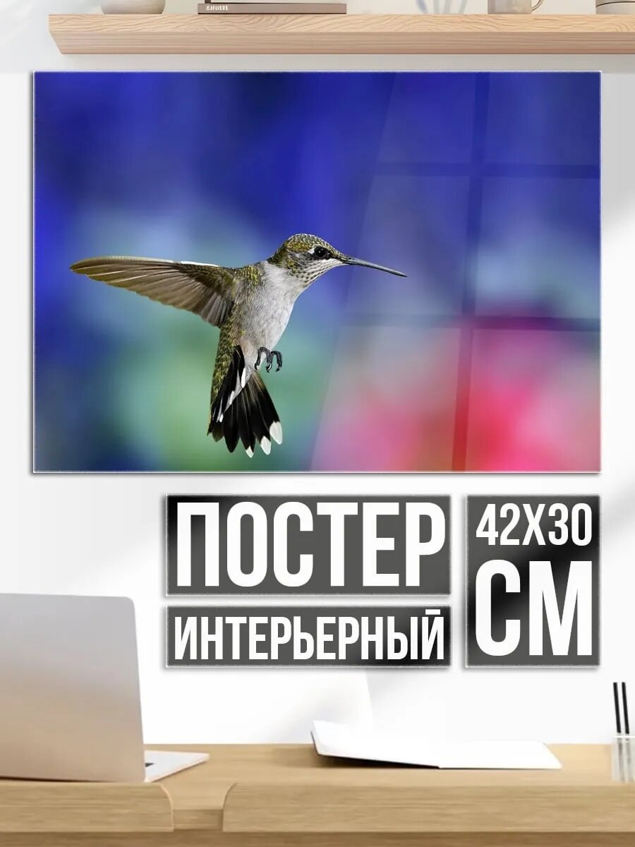 Плакат постер Колибри в полете