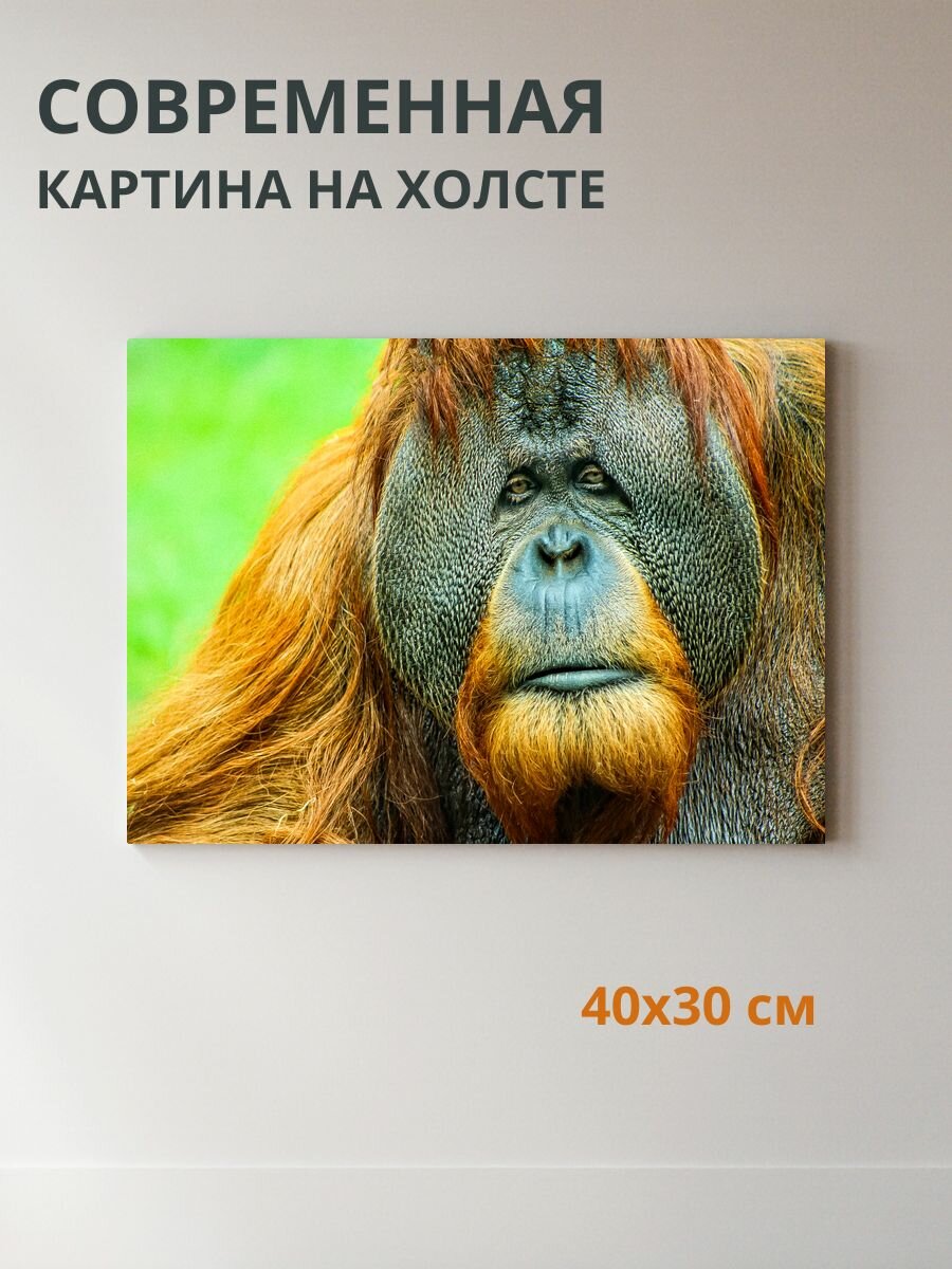 Картина на холсте Орангутан 40x30 см
