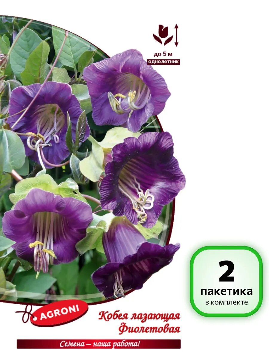 (2 шт.) - Семена Кобея лазающая фиолетовая 5шт
