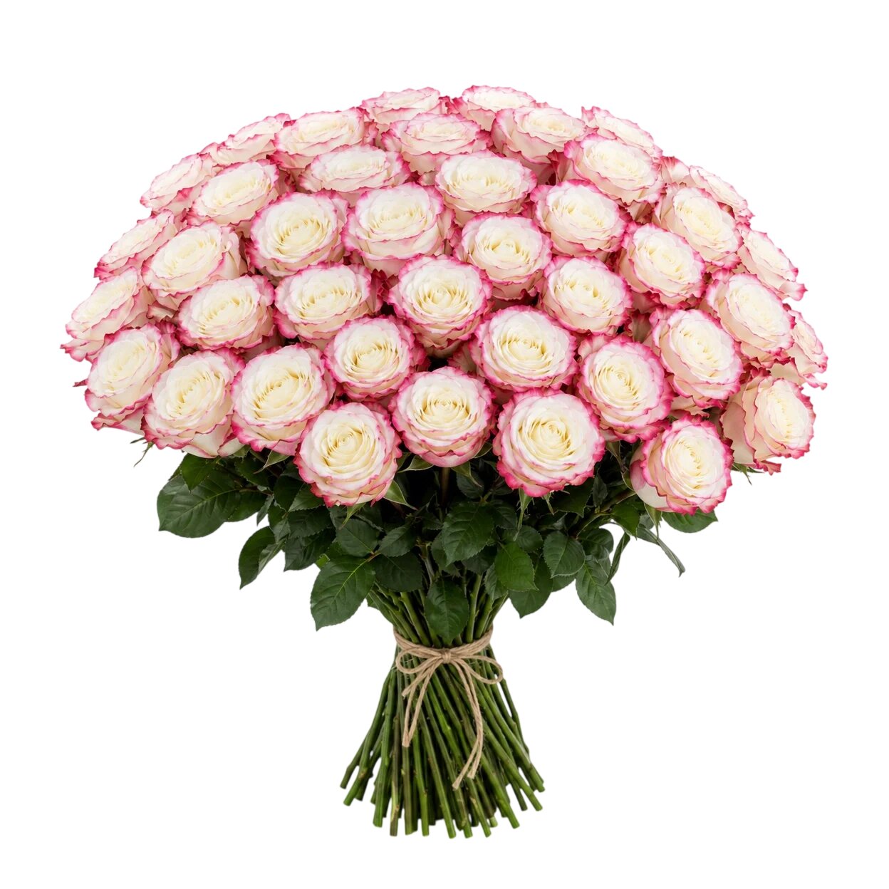 Switness, Star Roses, Ecuador. Premium сорт Эквадорских роз.