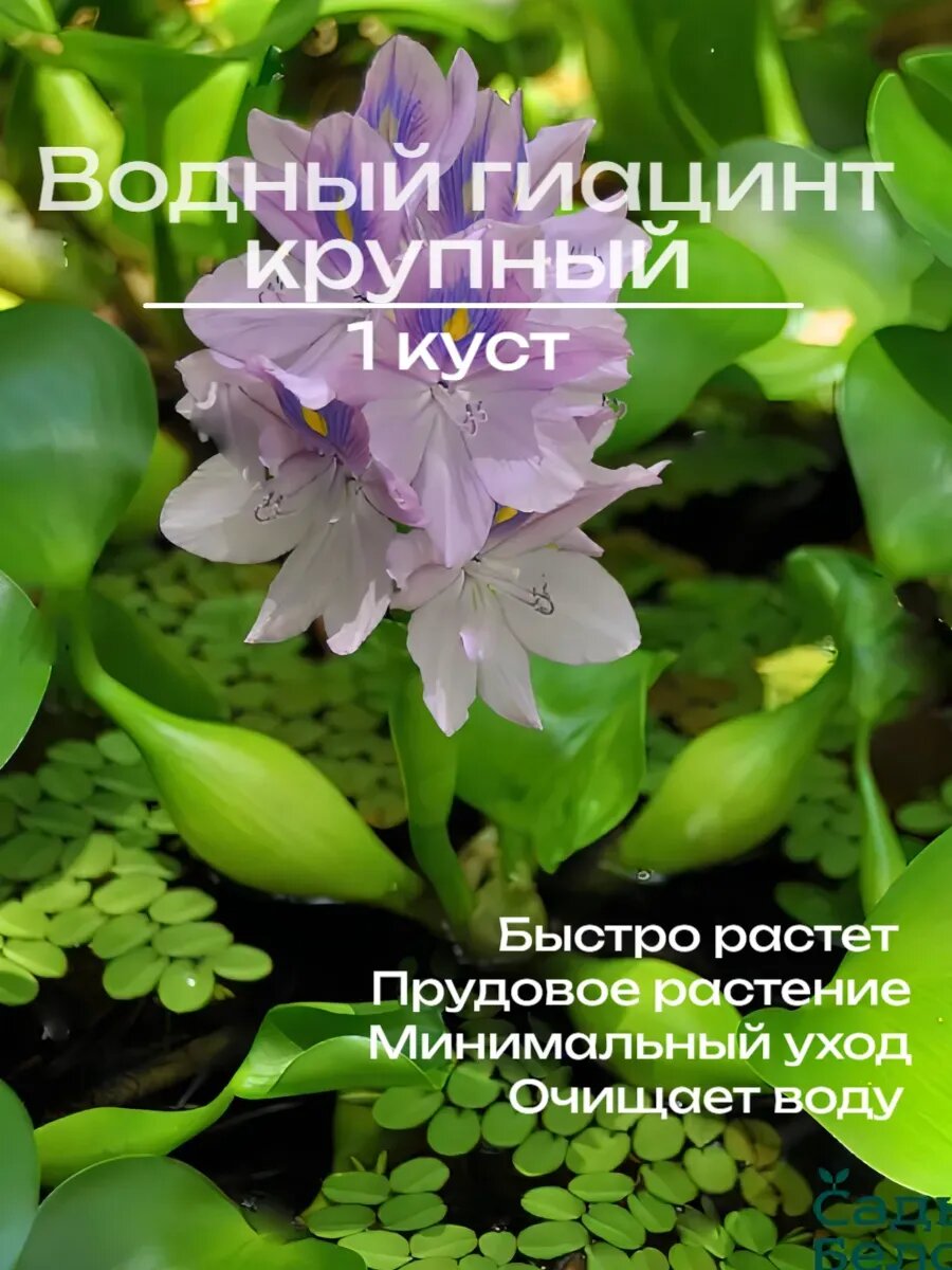 Водный гиацинт Эйхорния для пруда и аквариума 1 куст