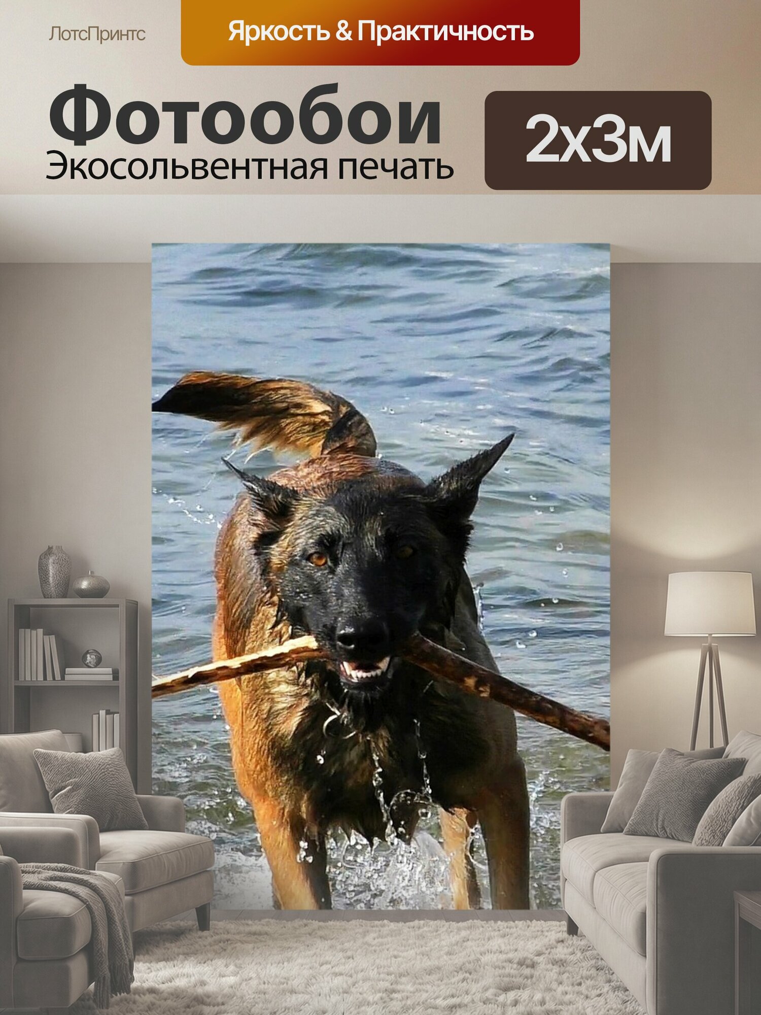 Фотообои "Малинуа, собака, бельгийская овчарка" 200x300 см. экосольвентная печать