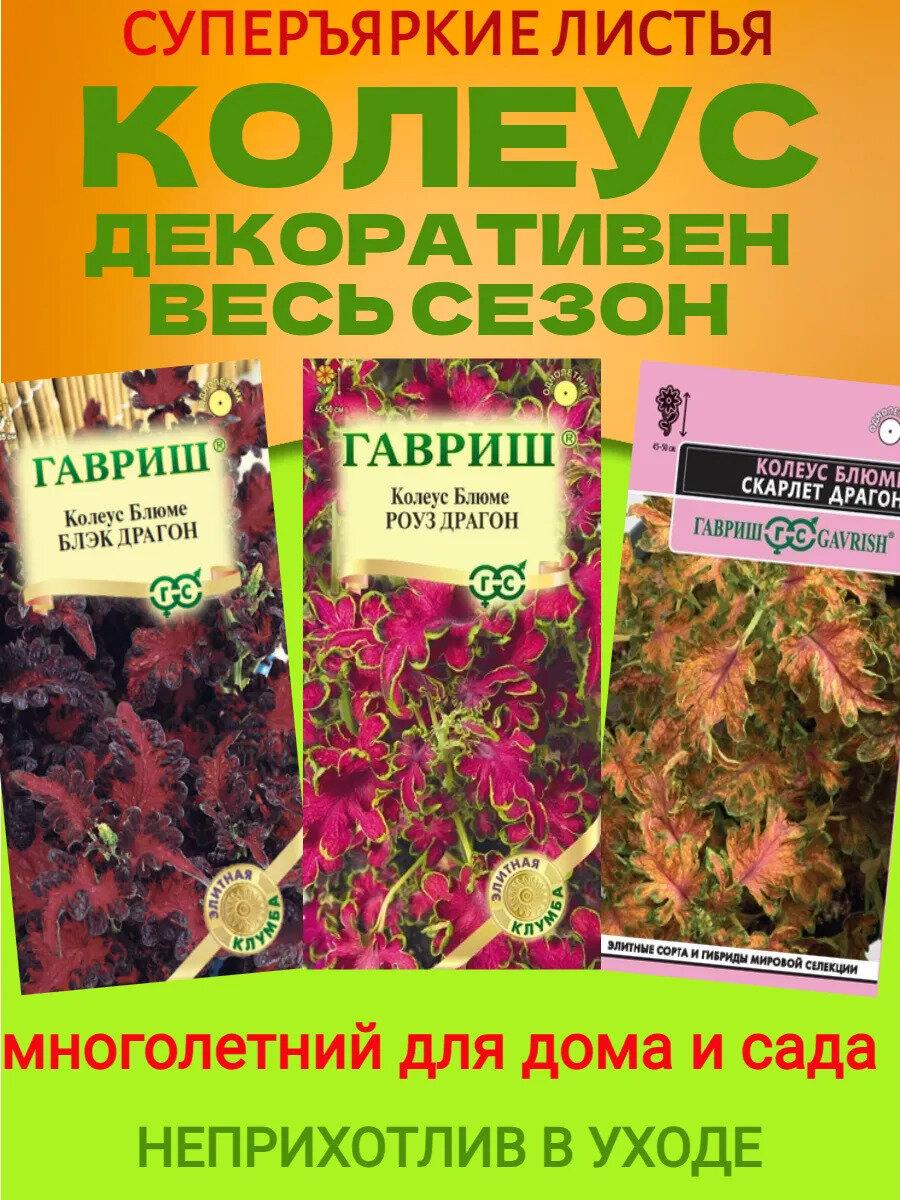 Семена Колеуса Драгон многолетнего 3 пакета