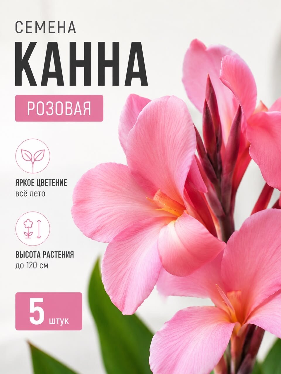 Канна розовая семена 6 шт.