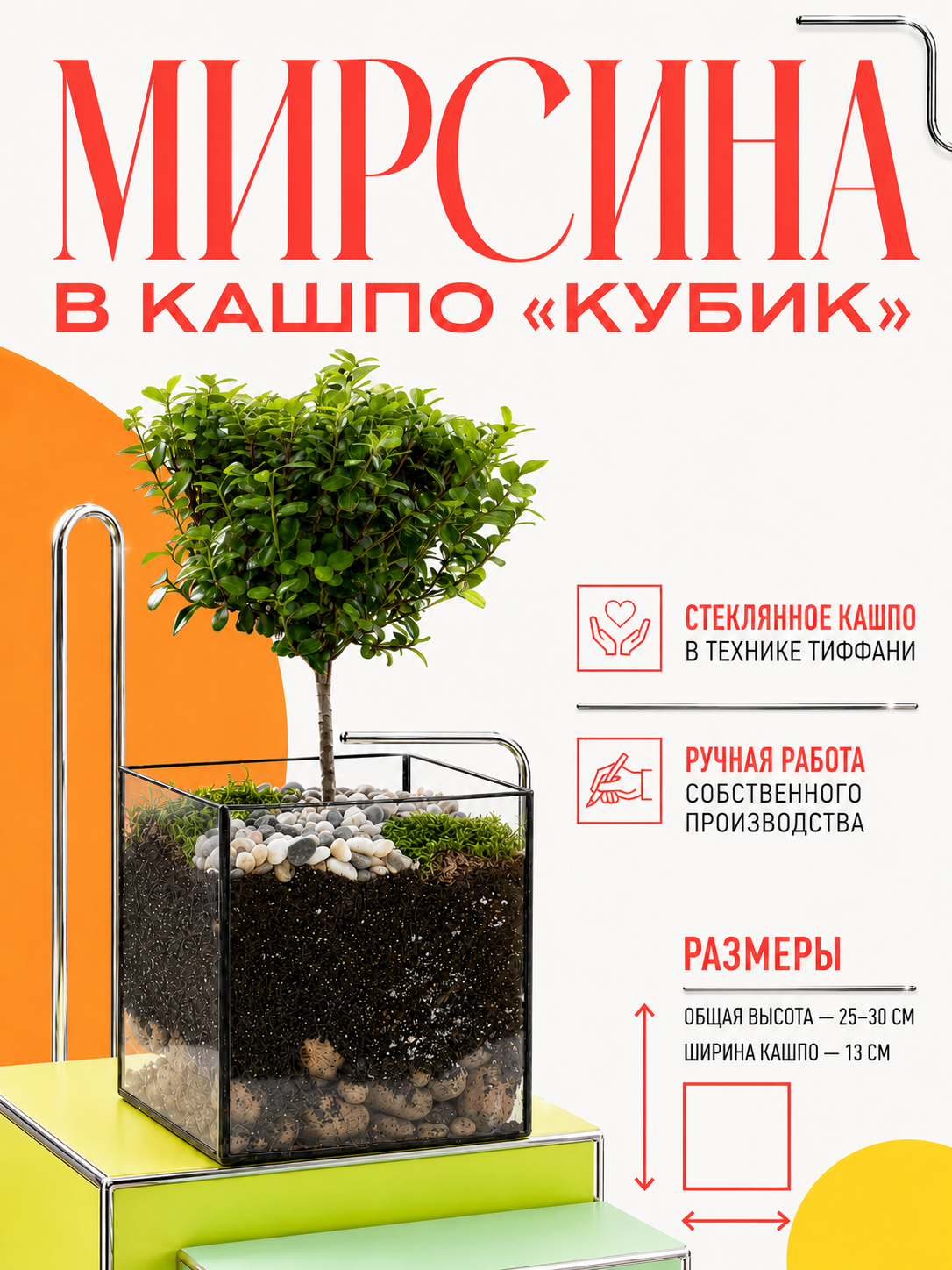 Geo Glass — Мирсина в стеклянном кашпо Кубик, живое растение 25-30 см для дома и офиса
