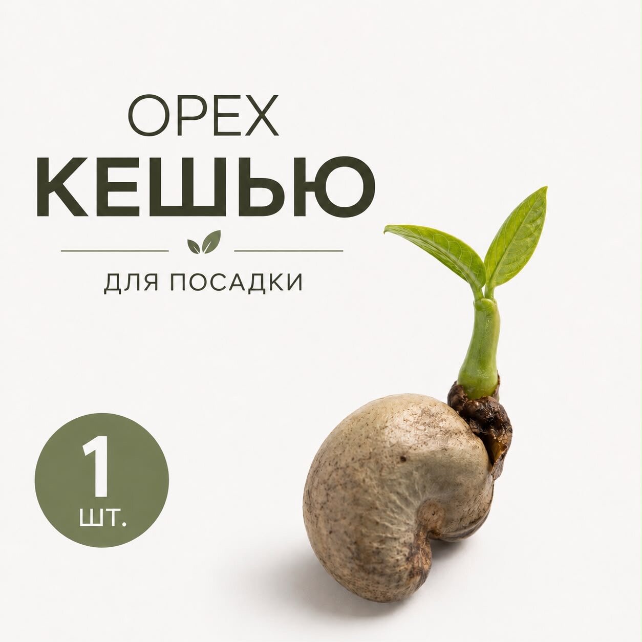 Орех Кешью для посадки