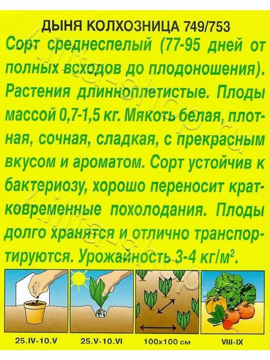Дыня Колхозница — фото 1