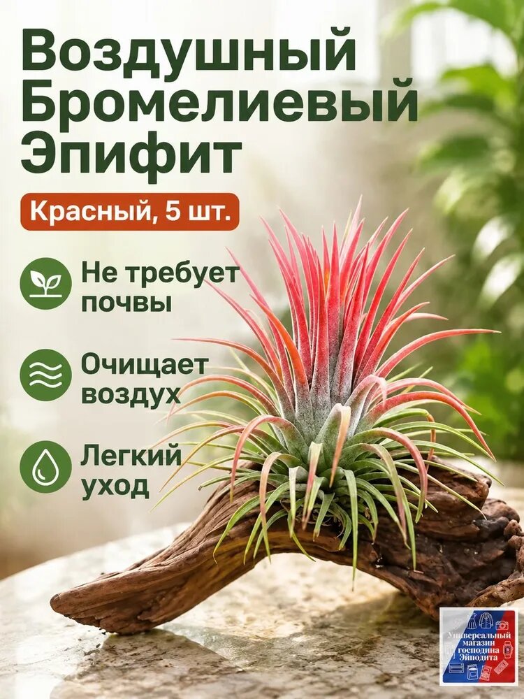 Комплект декоративных тилландсий из 5 предметов: красные для очистки воздуха, настольное украшение
