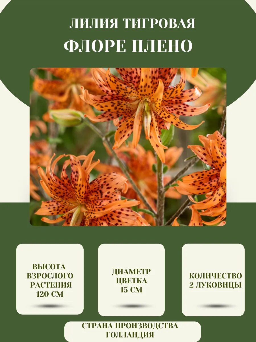 Лилии луковицы/ Луковичные растения