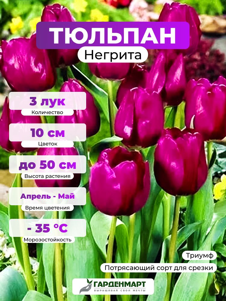 Тюльпан Триумф Негрита, 3 лук