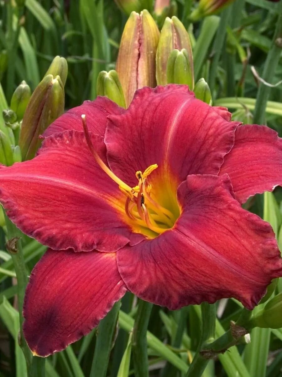 Лилейник Чикаго Апачи