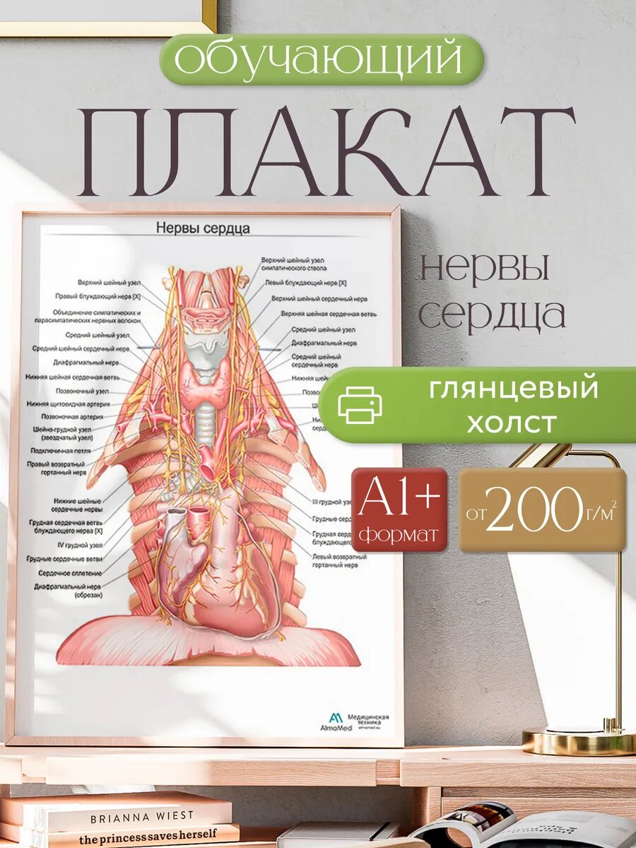 Нервы сердца, плакат А1+, глянцевый холст от 200г/м2