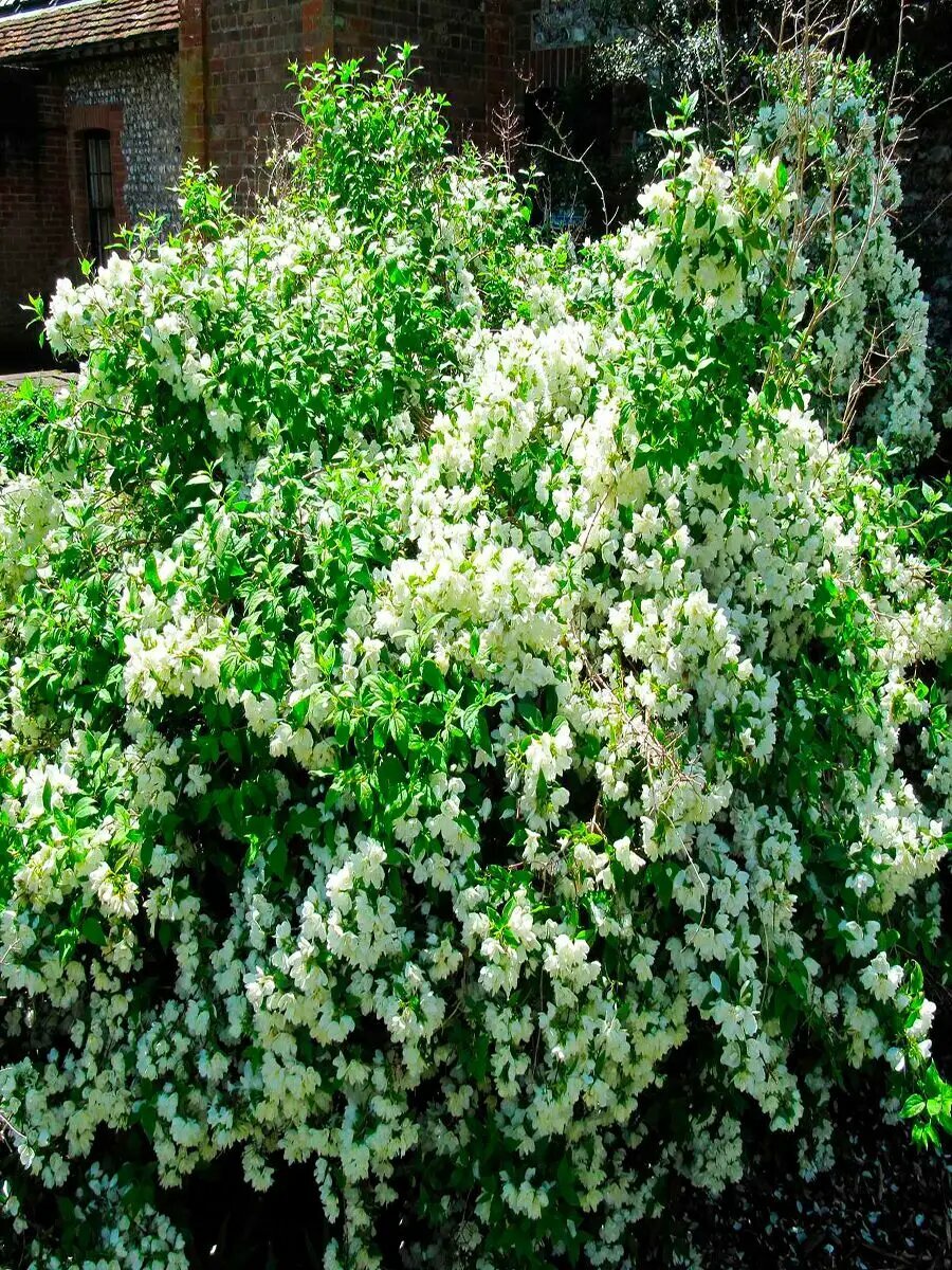 Чубушник Лемуана Manteau d'Hermine