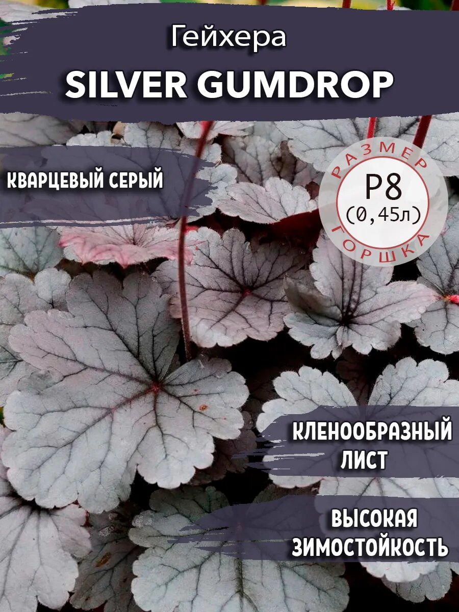 Гейхера Садовые Растения Silver Gumdrop, многолетник, высота 20см