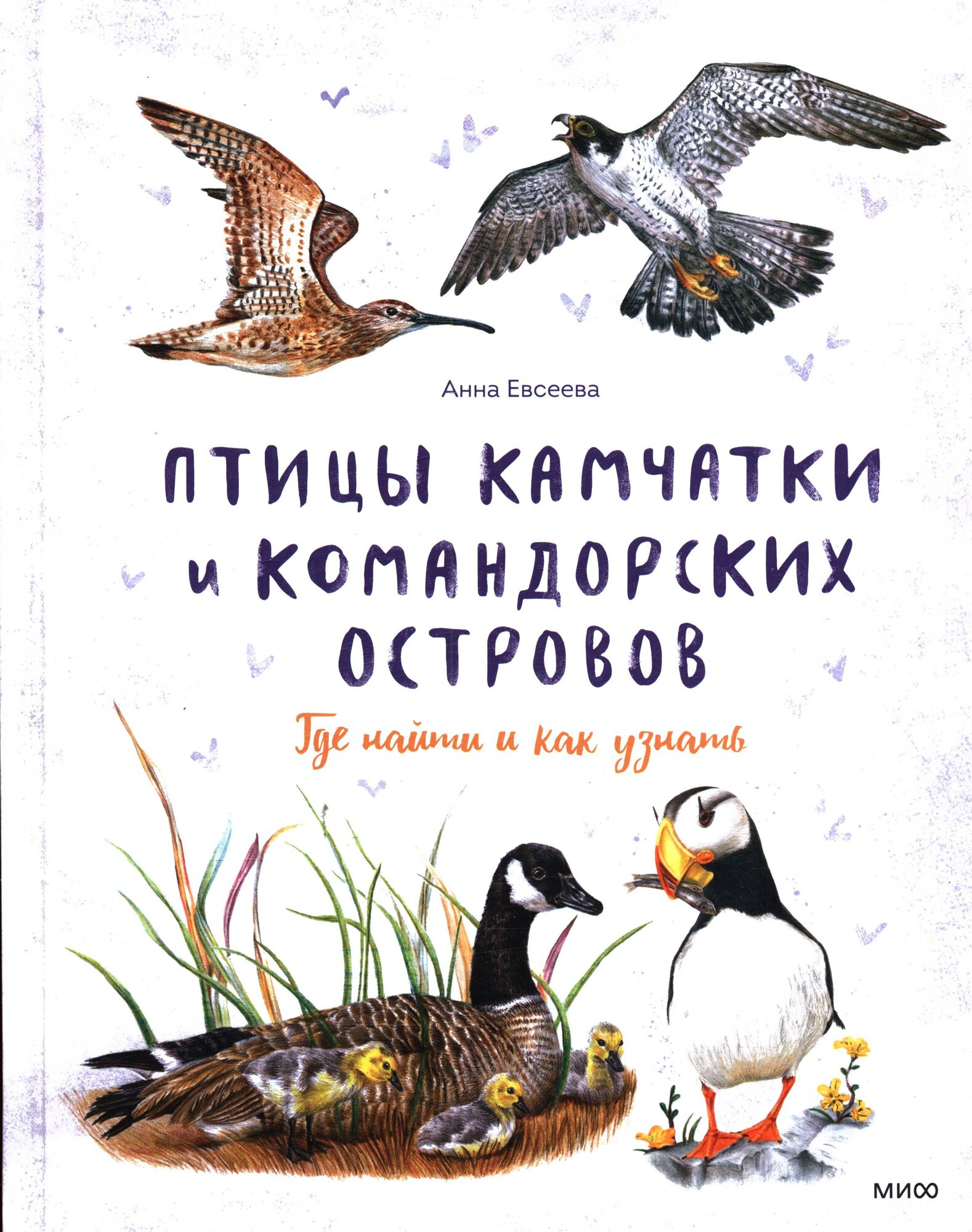 Евсеева А: Птицы Камчатки и Командорских островов. Где найти и как узнать