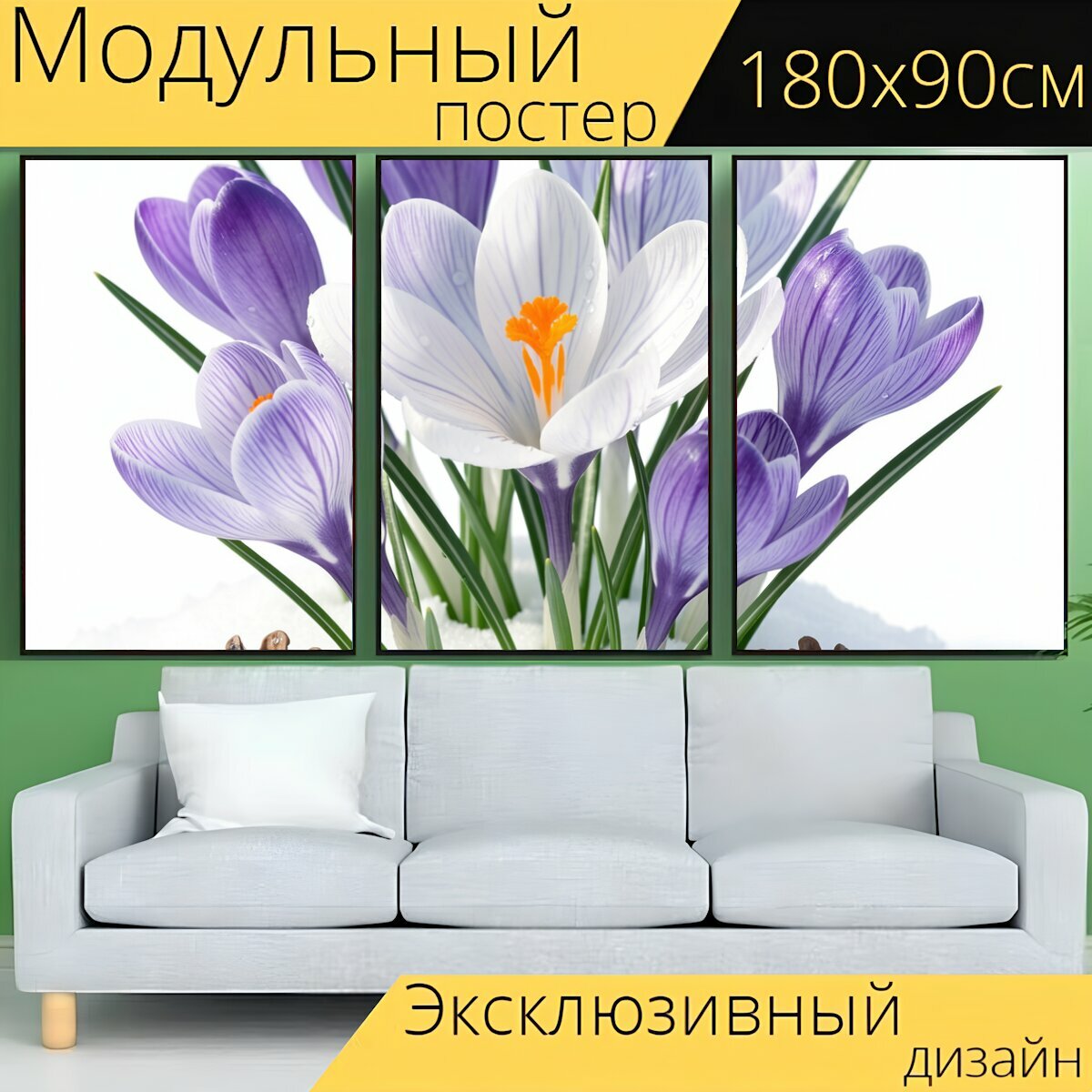 Модульный постер "Весенние крокусы в снегу. Нежные сиреневые и белоснежные первоцветы с оранжевыми тычинками пробиваются сквозь." 180 x 90 см. для интерьера на стену в тубусе