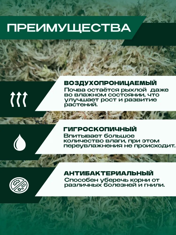 Мох