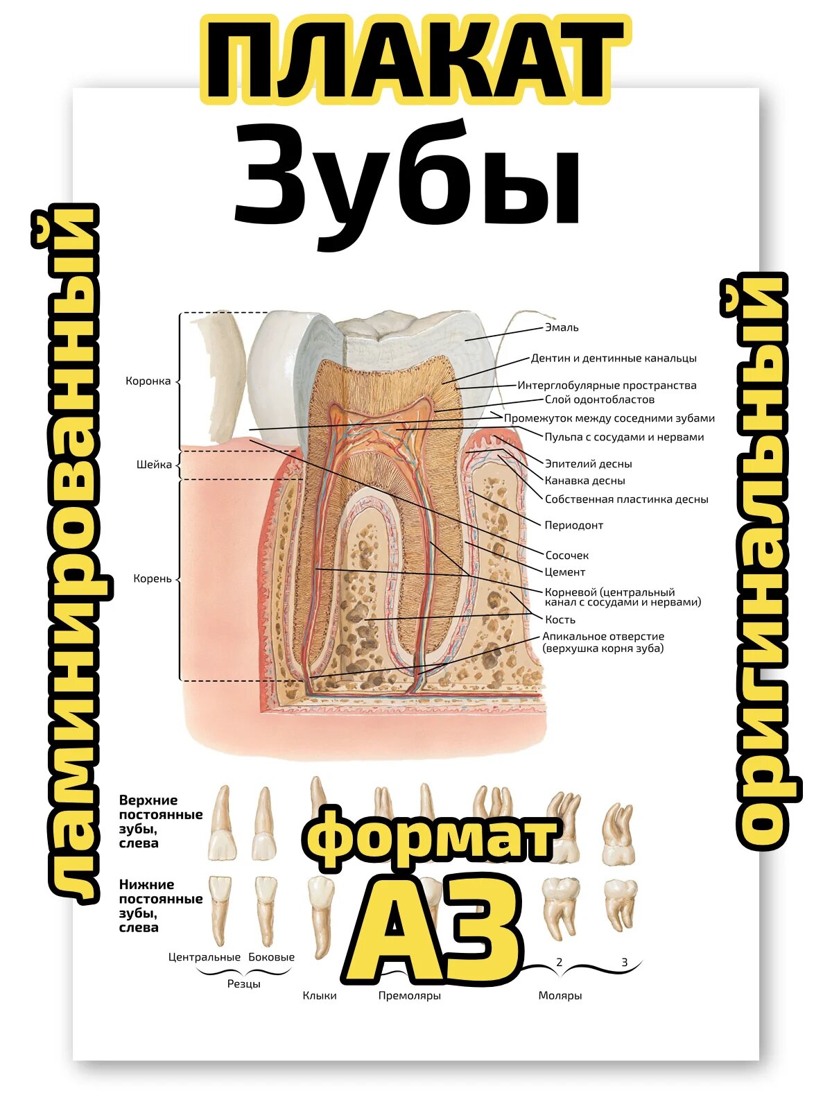 Плакат Квинг "Зубы", ламинированный, А3, для изучения анатомии и стоматологии