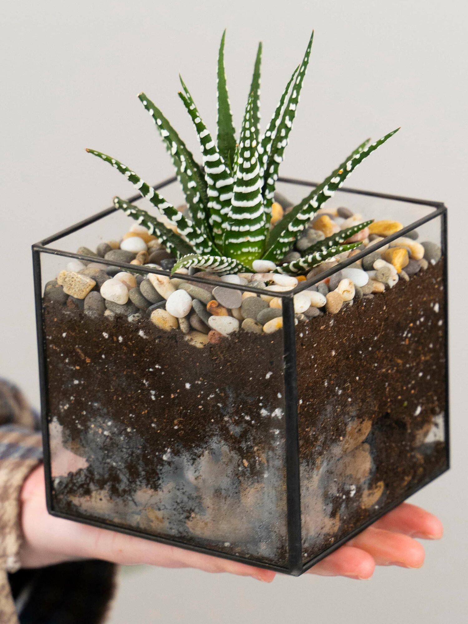 Geo Glass: Суккулент живой , горшок для цветов из стекла , подарок 20 см