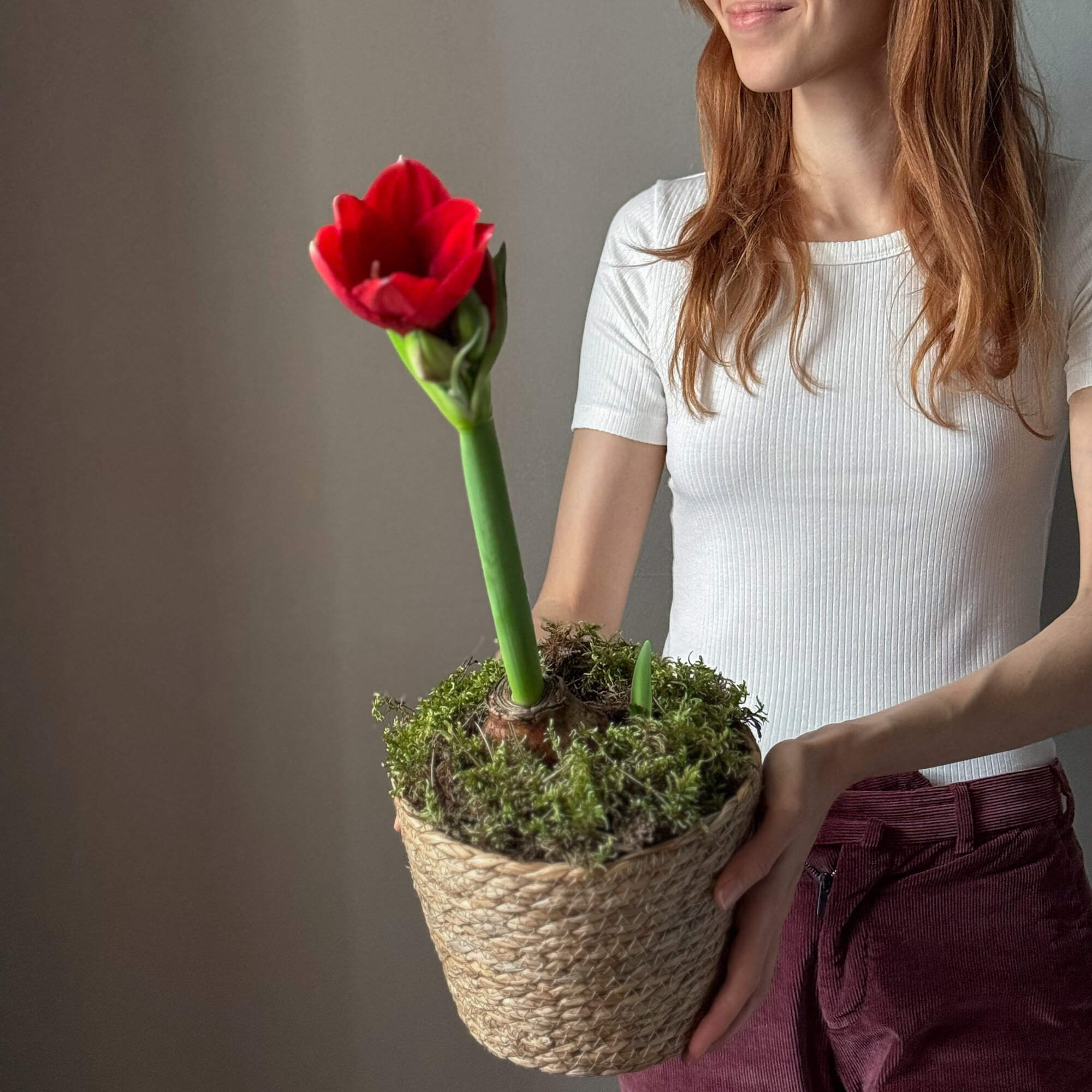 Цветущий амариллис с живым мхом и шишками в плетеном кашпо, белый/красный. Veresk 618