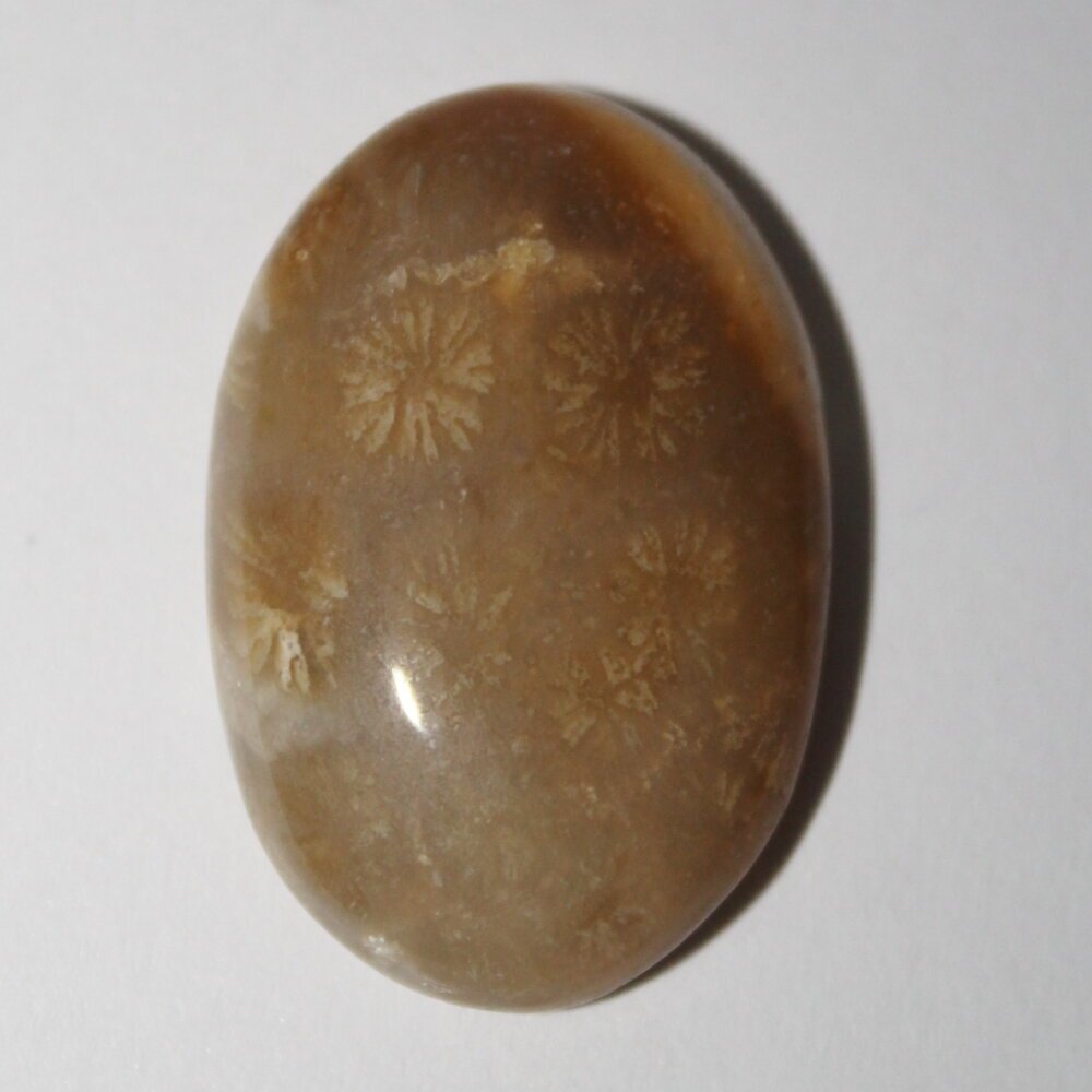 Коралл кабошон, натуральный камень, 26х18х5 мм, Индонезия, "True Stones"