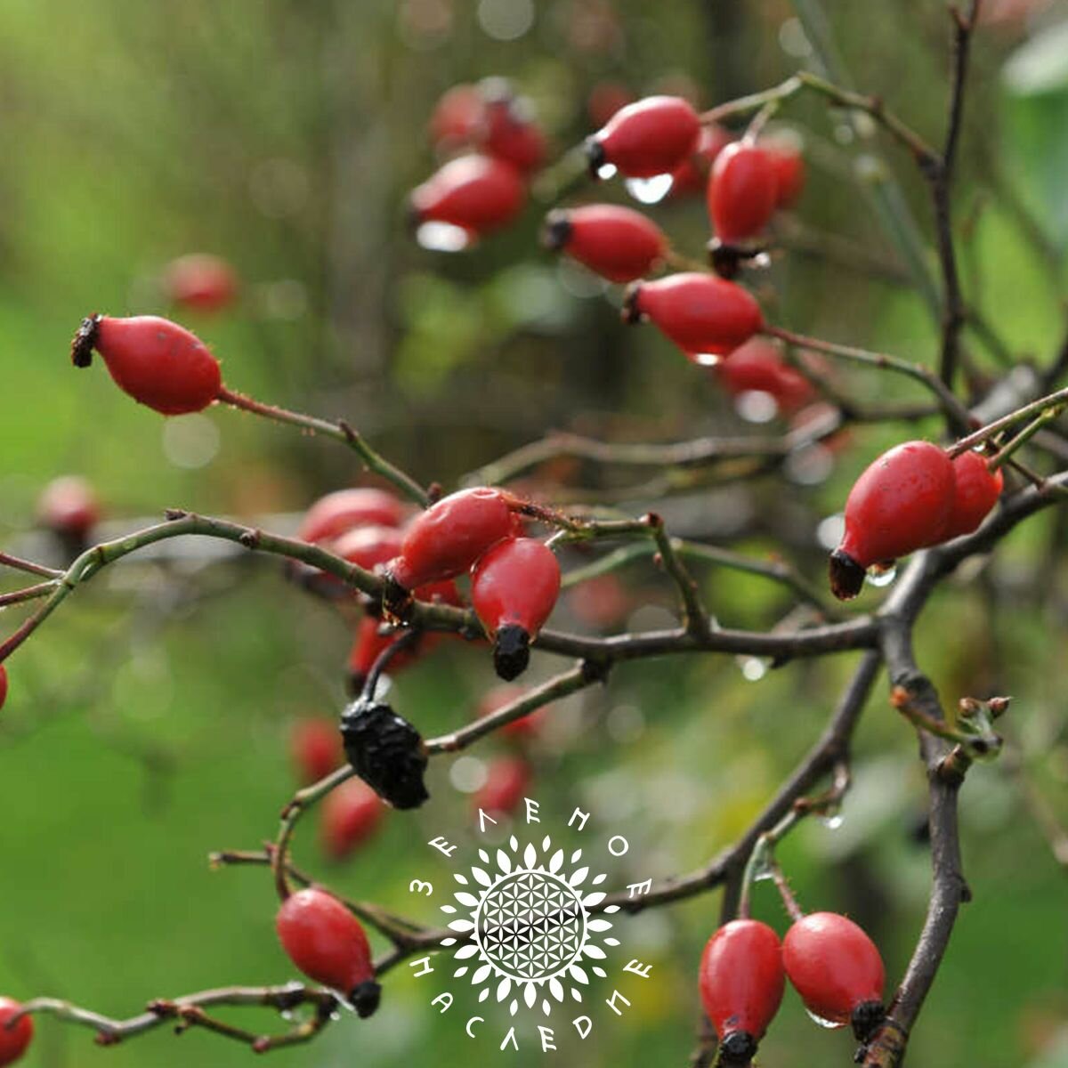 Семена Роза лакса - Шиповник Лакса (лат. Rosa canina 'Laxa') 15шт