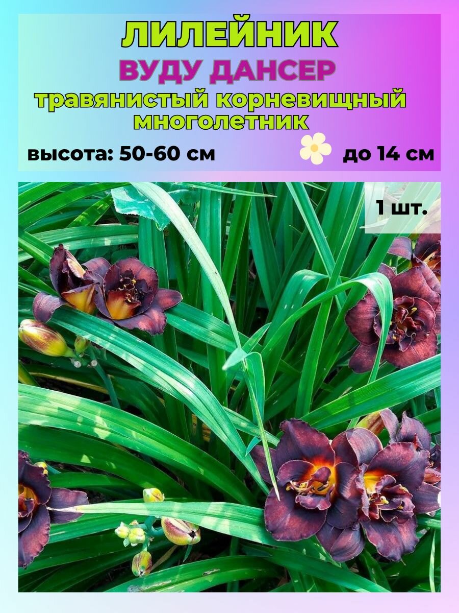 Лилейник Вуду дансер, корневище 1 штука