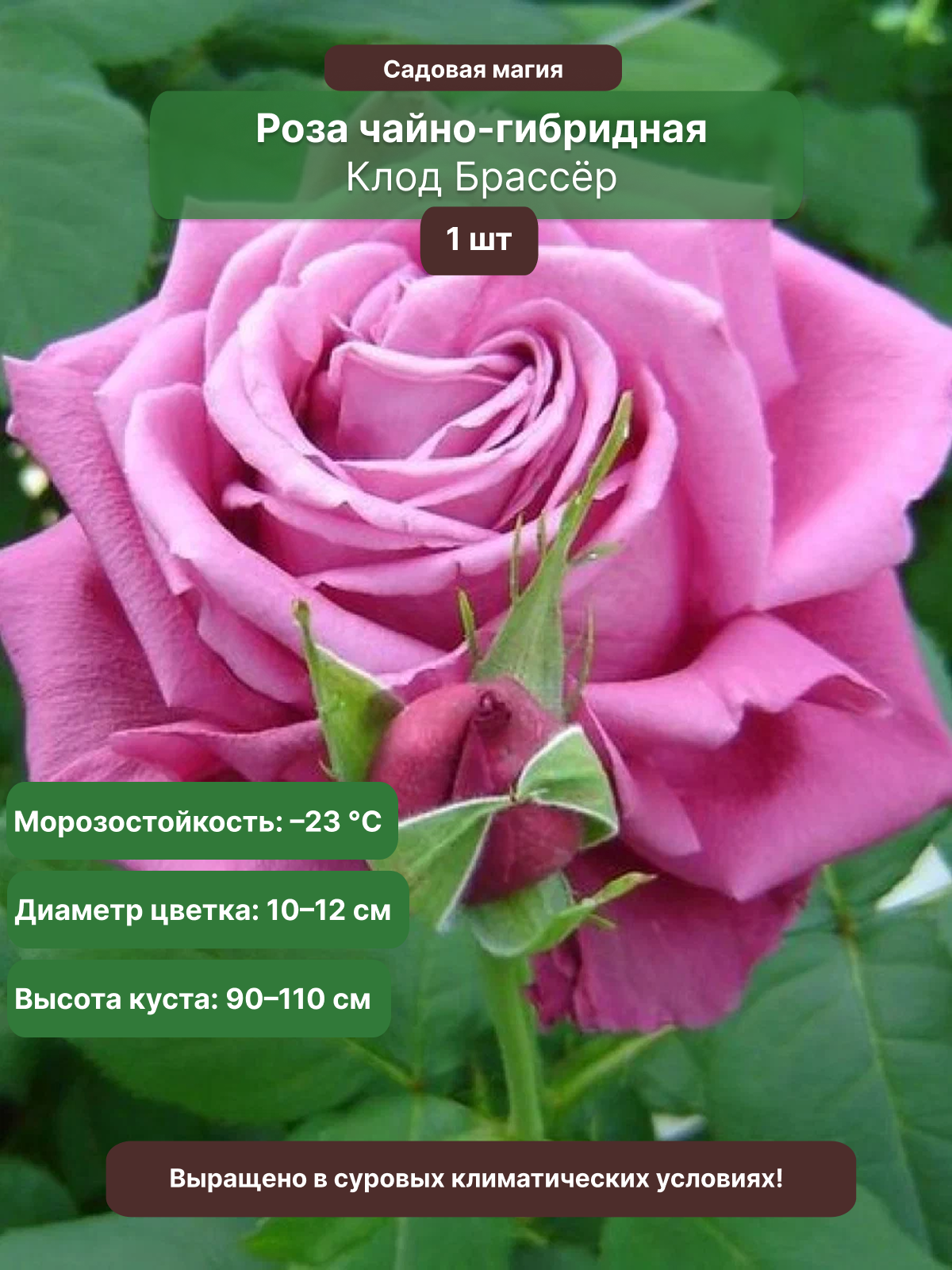 Чайно-гибридные розы Клод Брассер, многолетняя, высота 45см, 1 саженец