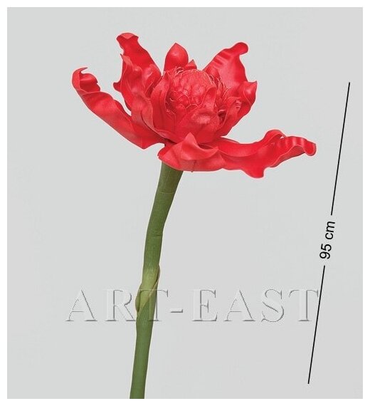 Имбирь-факел TR 612 113-50790