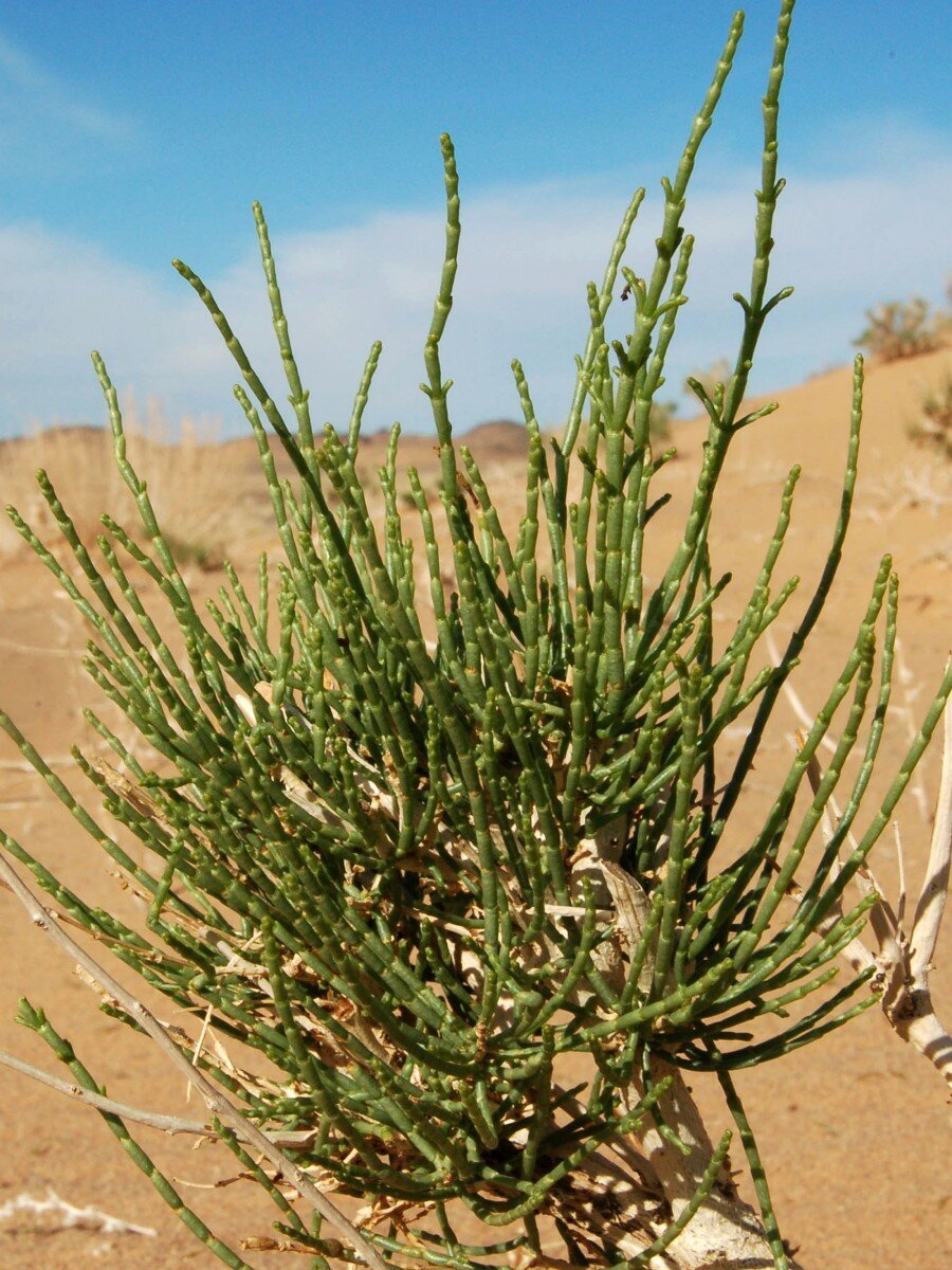 Семена Саксаул зайсанский (Haloxylon ammodendron), 15 штук
