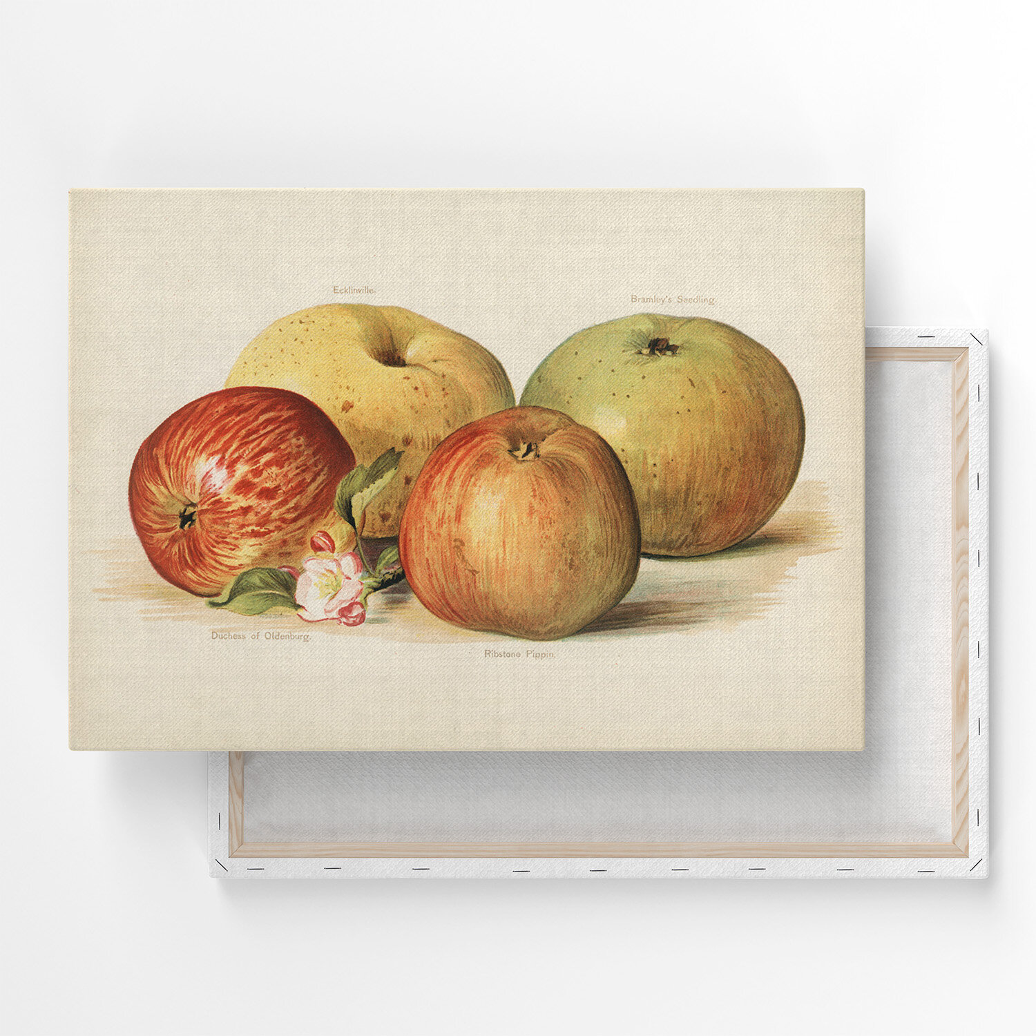 Картина на холсте, репродукция / Гравюры фруктов - яблоки / Размер 30 x 40 см