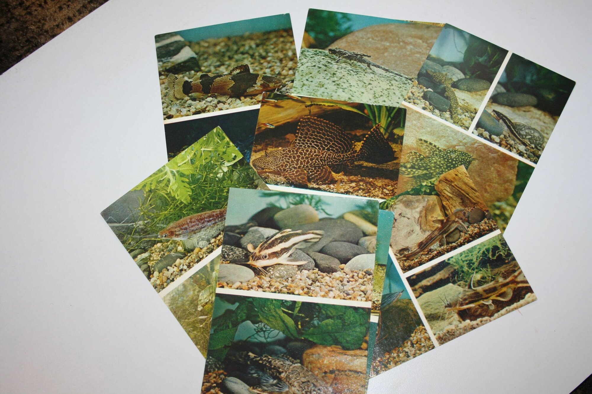 Пестрый мир аквариума. Выпуск № 4. Сомы. Набор открыток