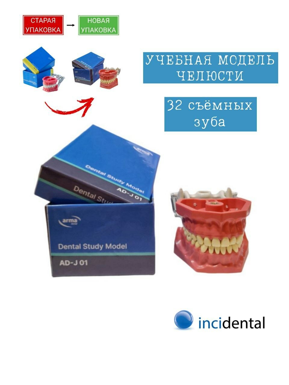 Учебная Модель Челюсти Arma Dental Study Model AD-J01 NEW ( стоматологический фантом )со сменными зубами и твёрдым базисом . Модель со встроенной резьбой для крепления к голове фантома. NeoHealth