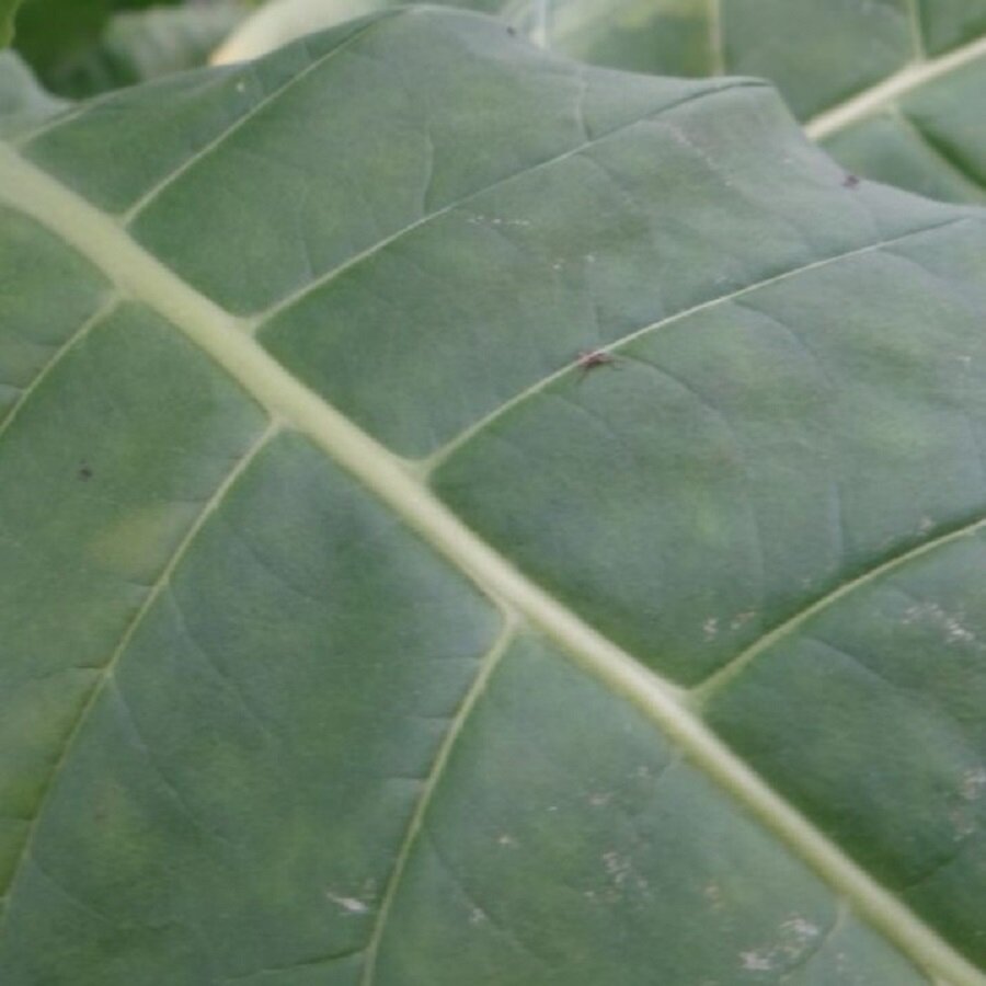 Семена Deodar SEEDS COMPANY Табак Крымский степной 300 шт.