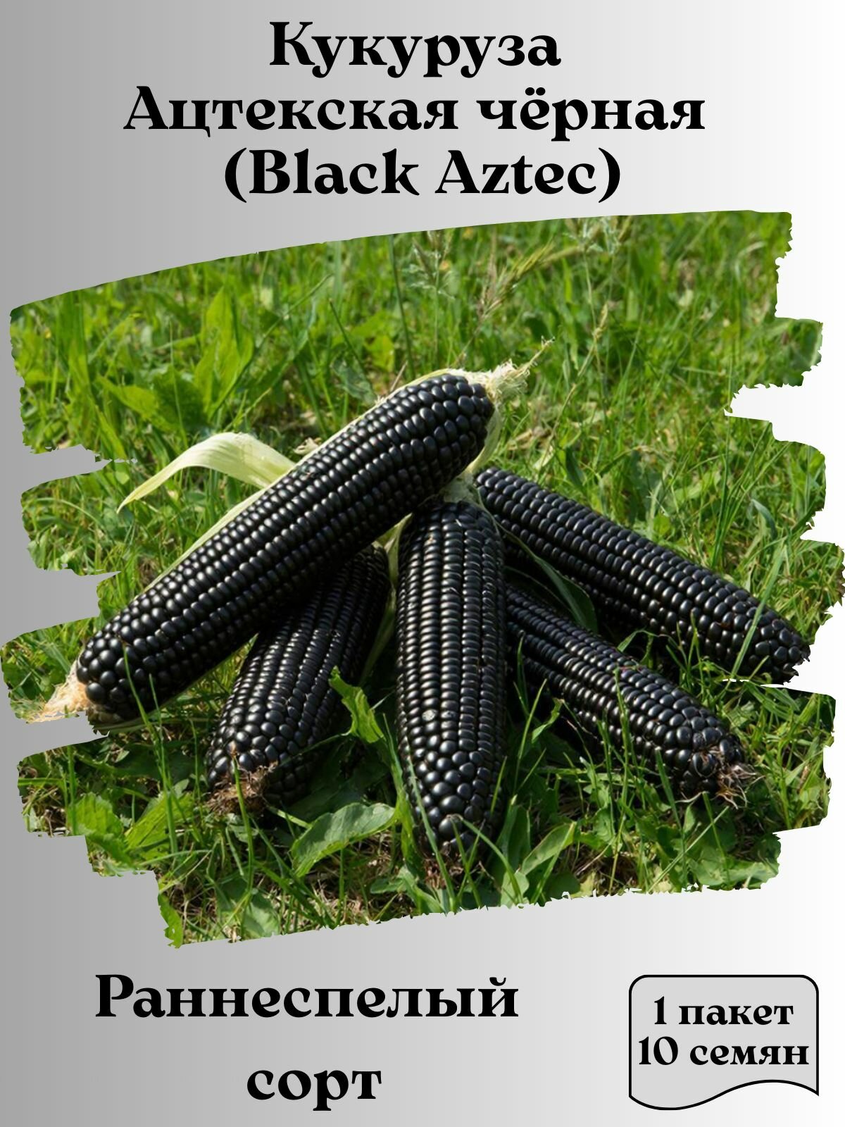 Кукуруза Ацтекская чёрная (Black Aztec) , семена, 10 шт, 15 гр.