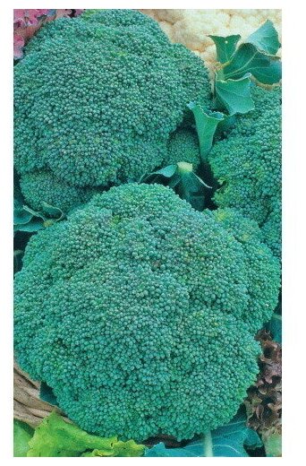 Семена Капуста брокколи Изумрудное Волшебство 0,3г Ранние (Уральский Дачник)