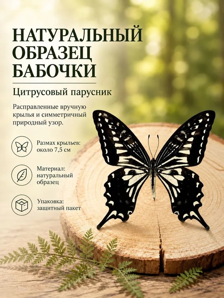 Коллекция насекомых