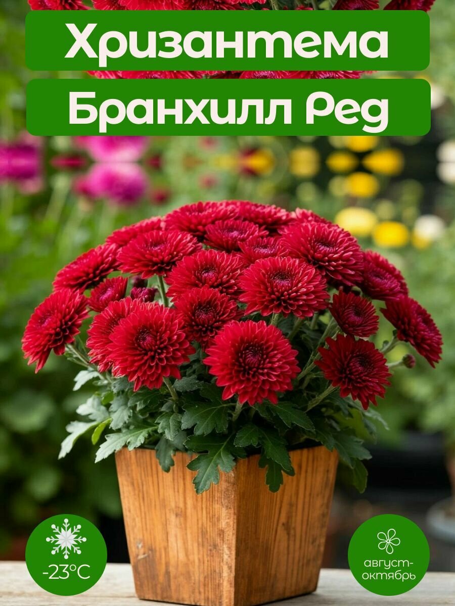 Хризантема Бранхилл Ред