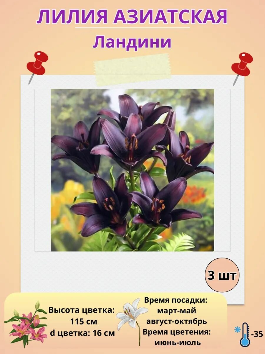 Лилия луковицы, многолетние цветы для посадки,3 штуки