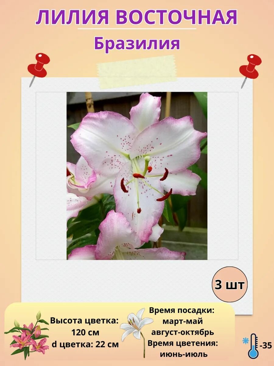 Лилия луковицы, многолетние цветы для посадки,3 штуки