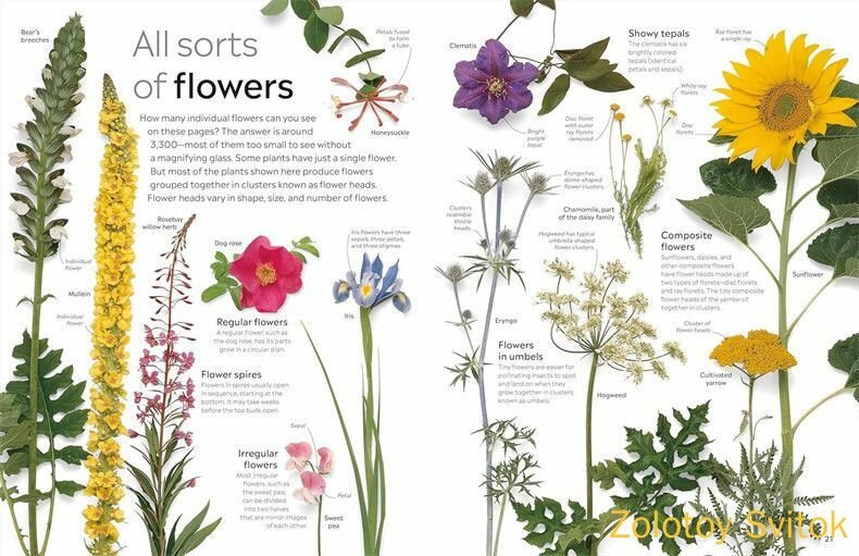 Книга "DK Eyewitness Plants", 2025, мягкая обложка, английский язык — фото 1