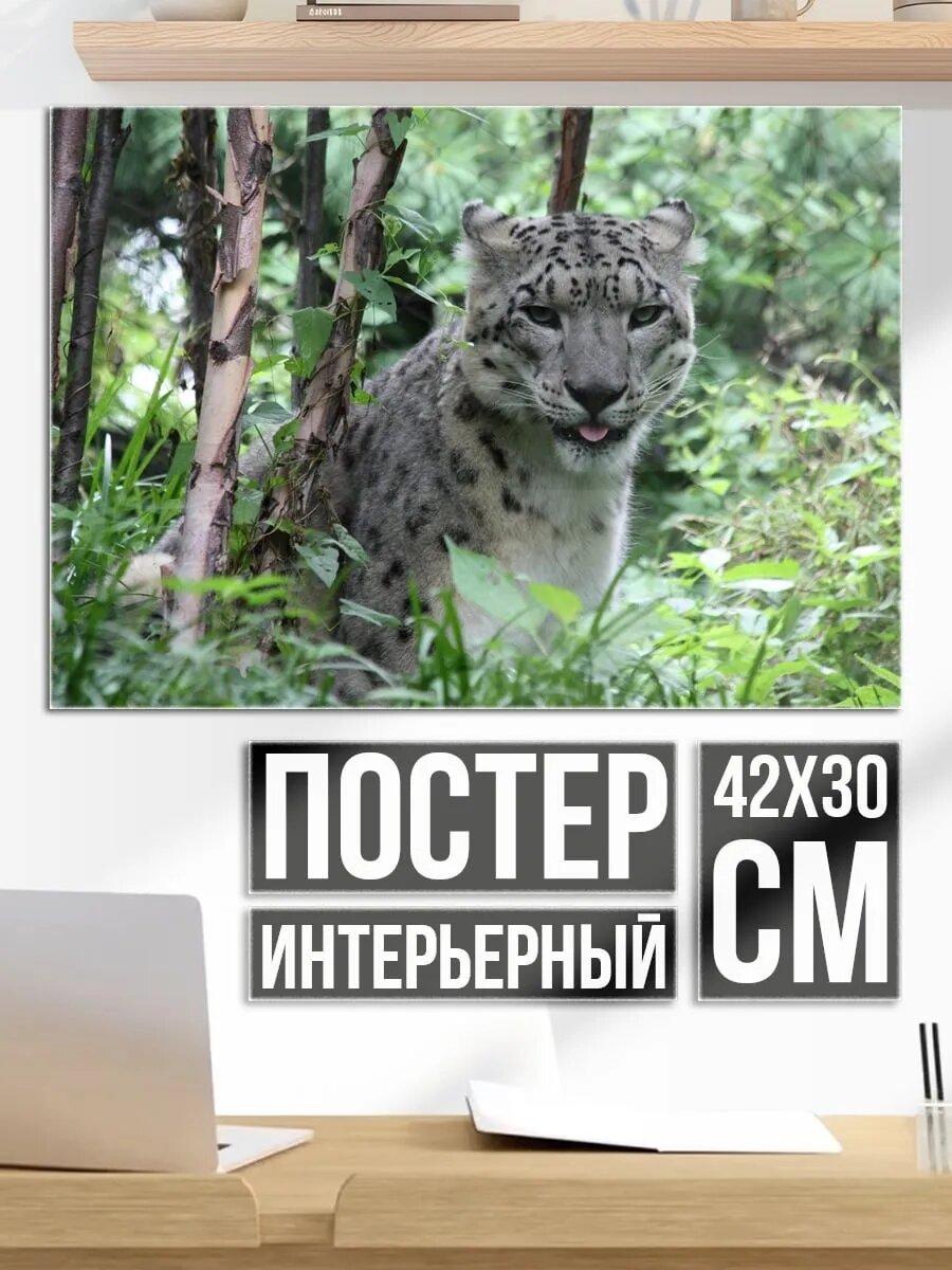 Плакат постер Снежный барс в зарослях