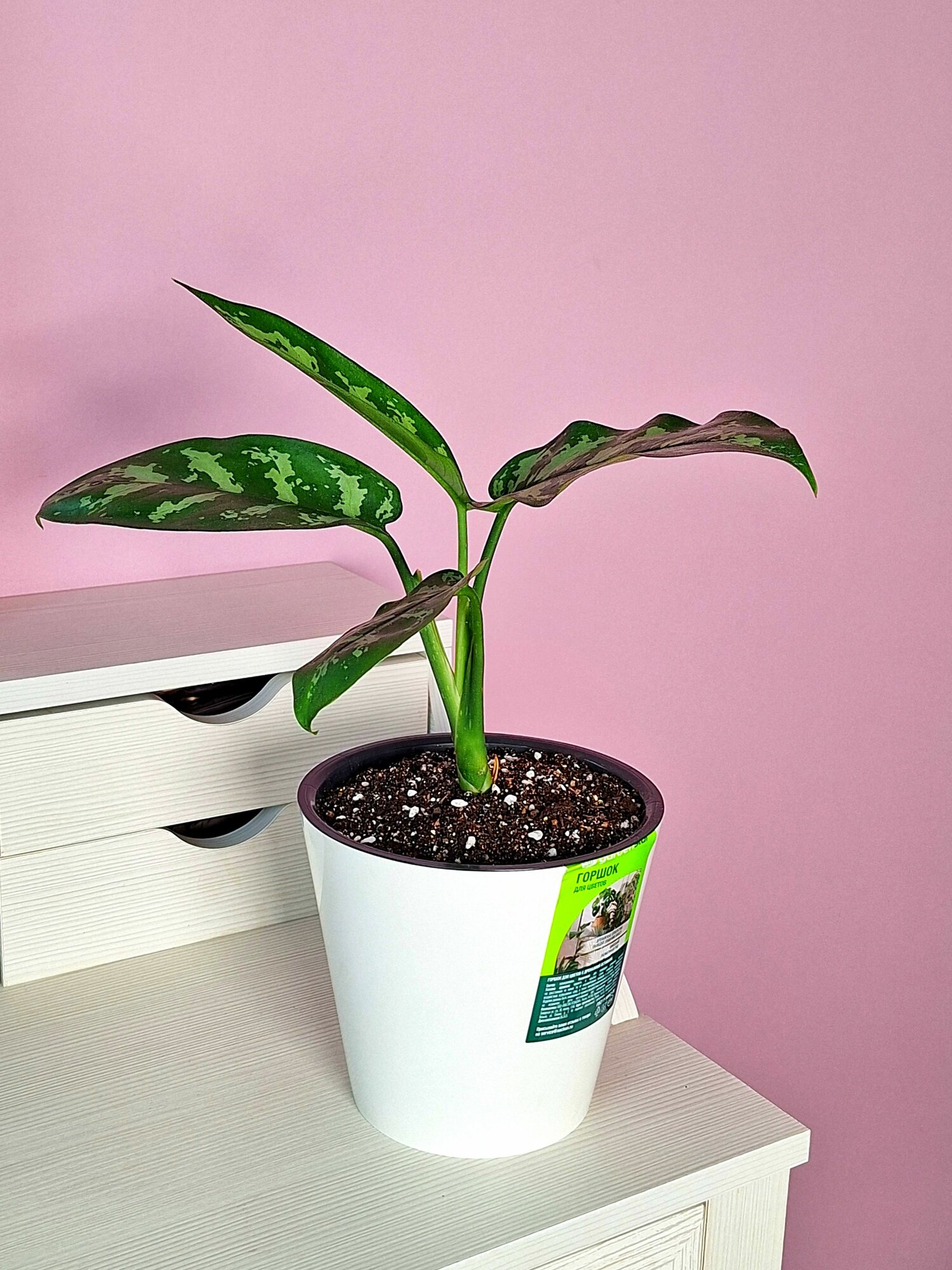 Аглаонема Мария Aglaonema Maria в горшке d16