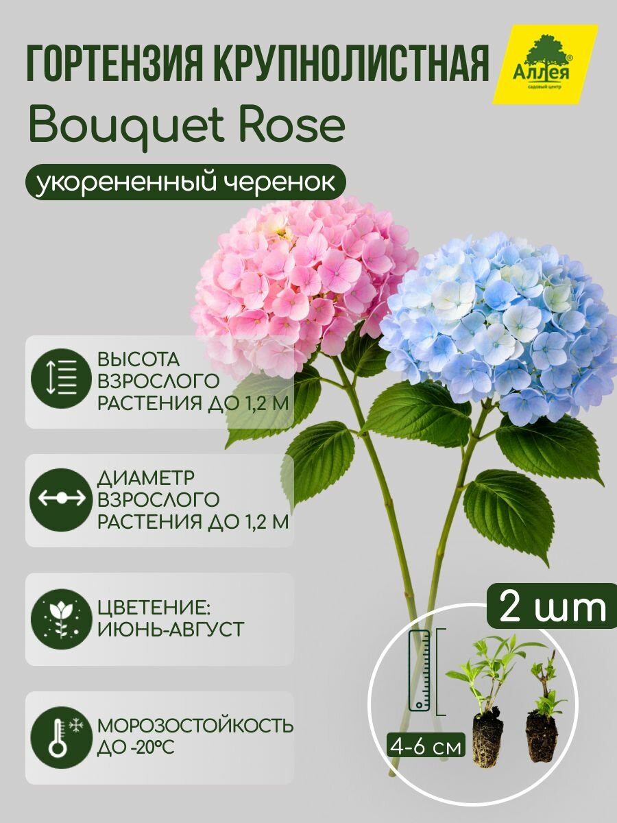 Гортензия крупнолистная Bouquet Rose укорененный черенок 2шт