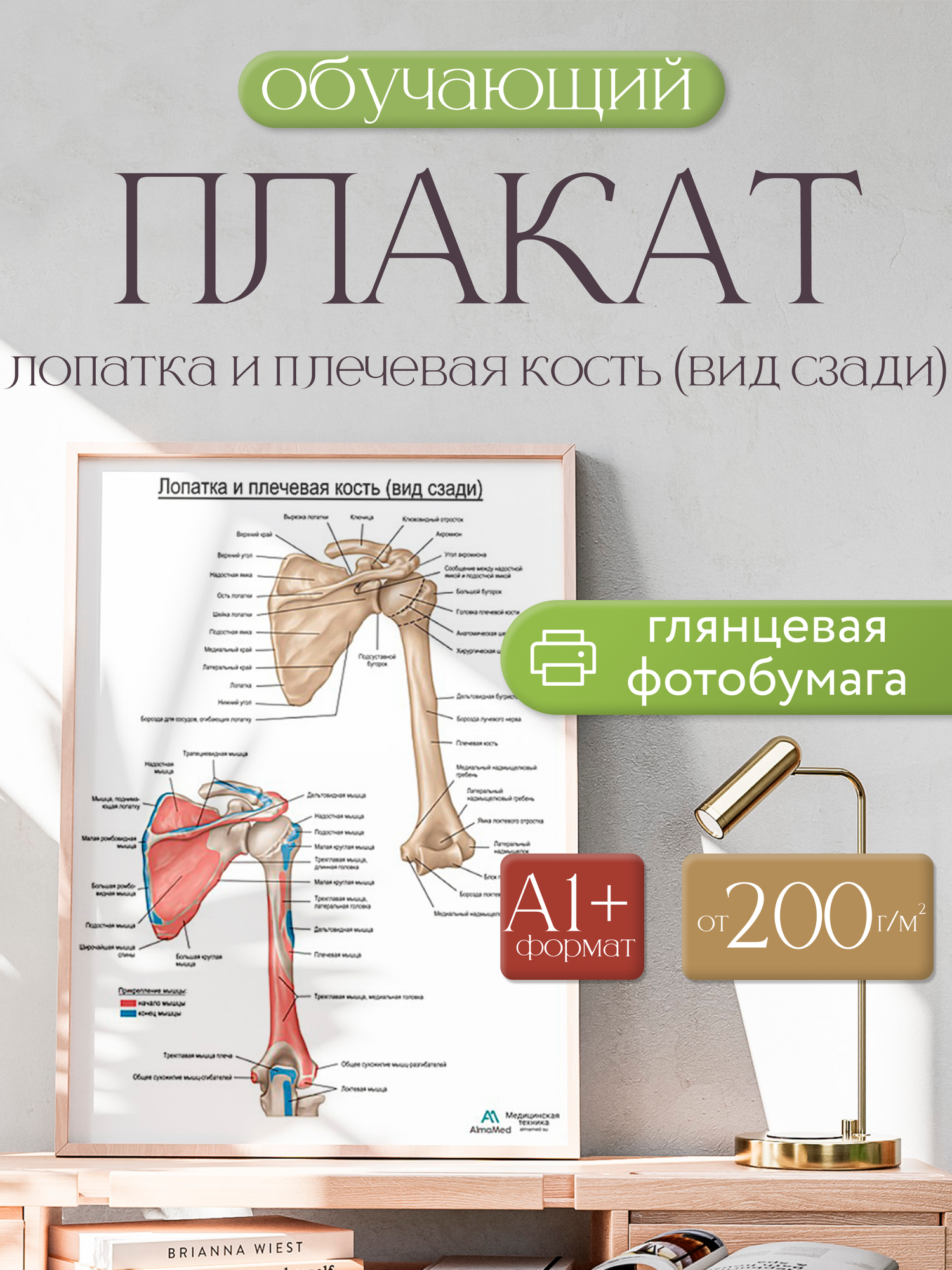 Обучающий плакат "Плечевая кость и лопатка вид сзади", размер А1+, глянцевая фотобумага от 200г/м2